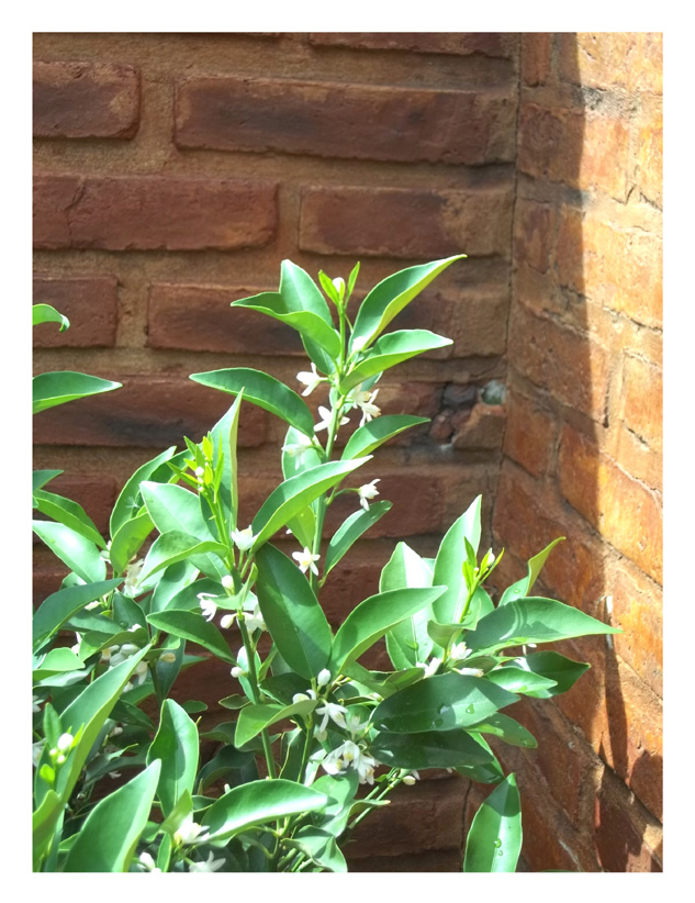 El Jardín de Douglas: Los azares de la vida