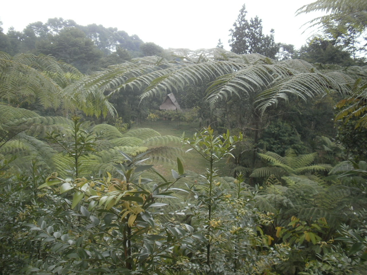 wisata alam gunung salak: villa pakis asri