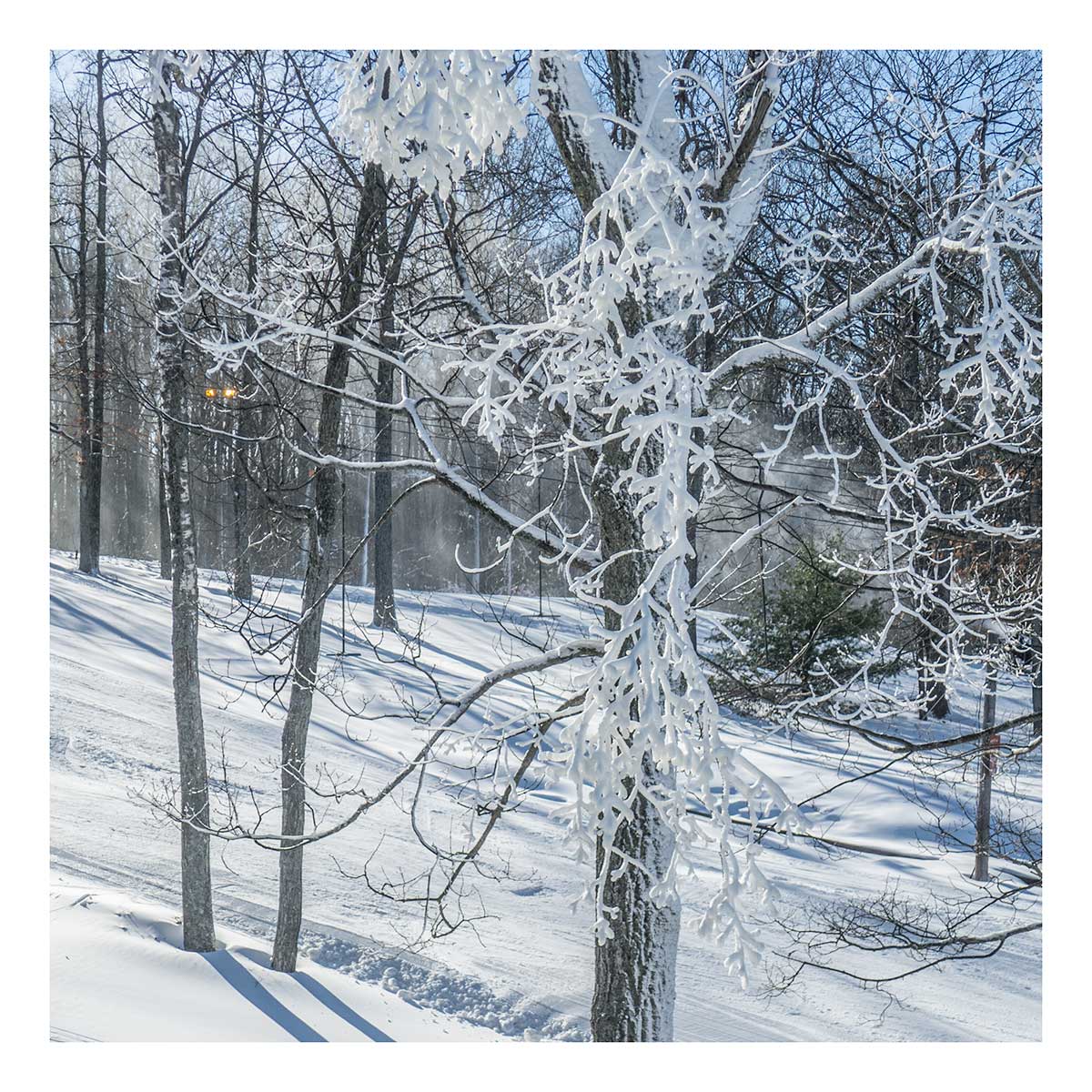seldom seen: Icy Trees