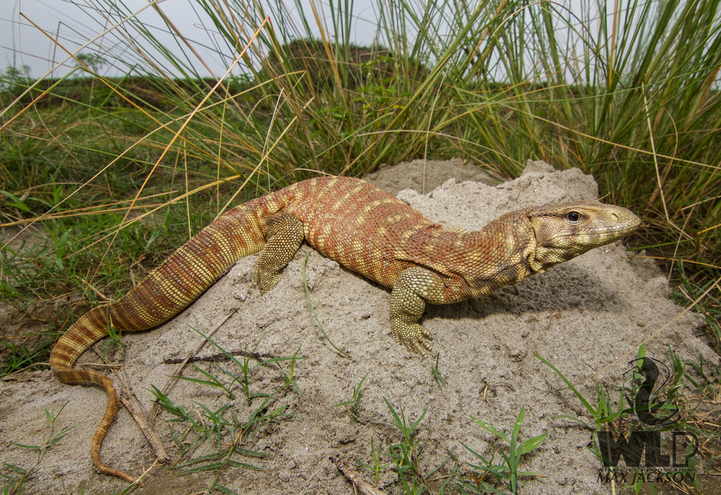 Jenis - jenis atau Macam - macam Varanidae / Varanus / Varanatic ...