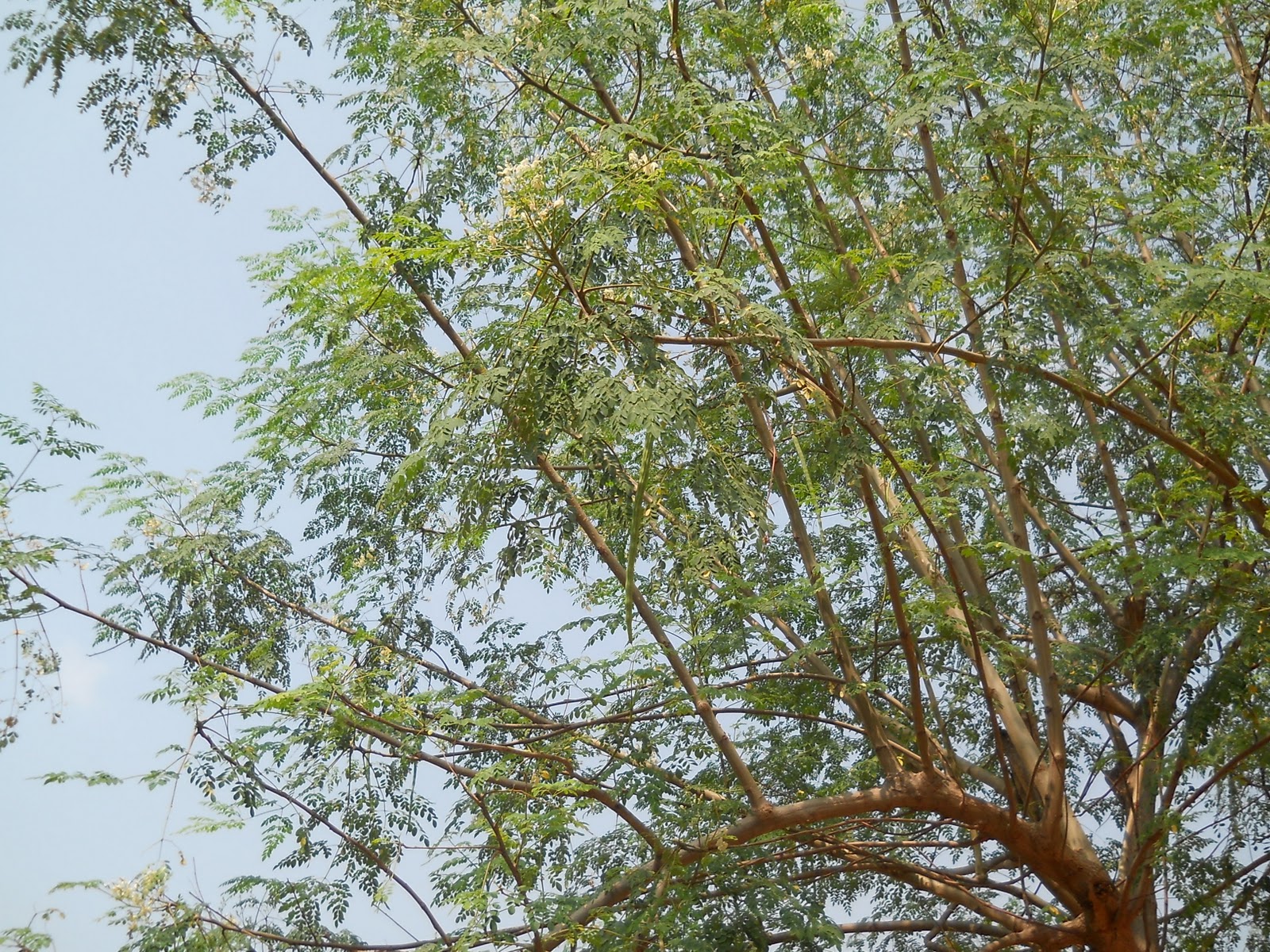 Whispering Greens: Miracle Tree: What Indian Women Need