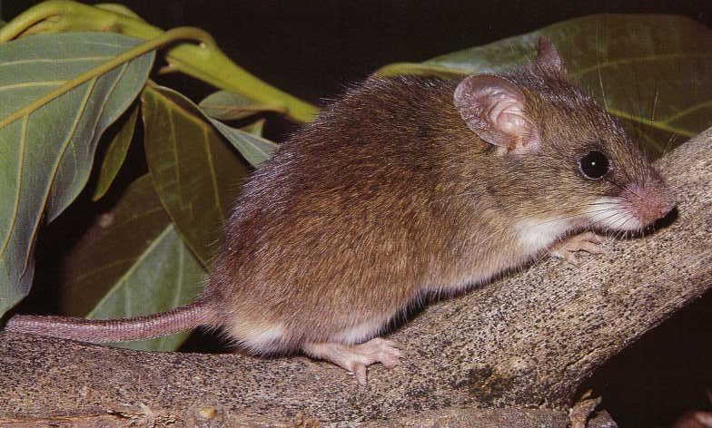 Jenis - Jenis Tikus, Ciri Karakteristik dan Habitatnya - wiki tikus