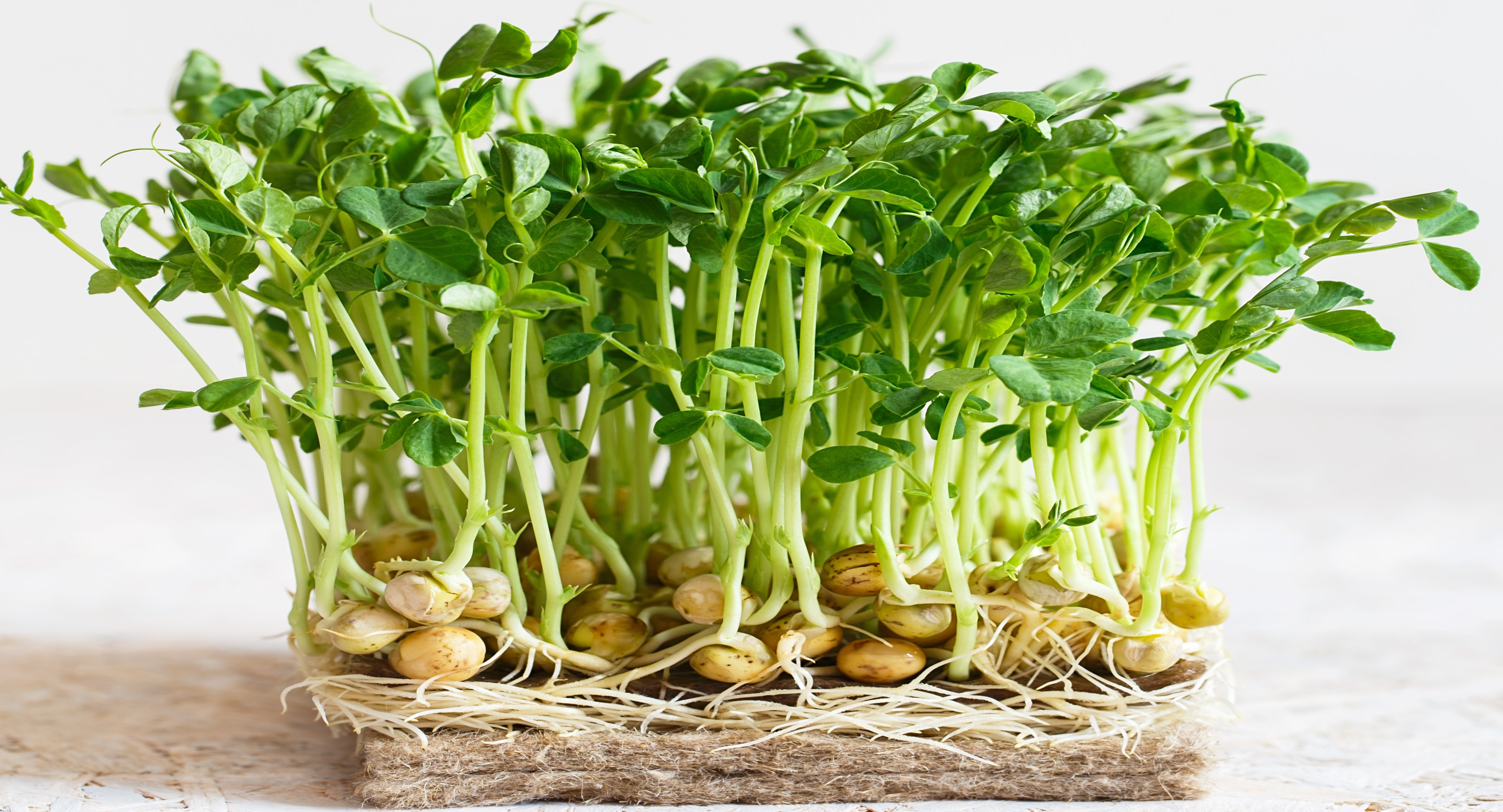 Everything You Need To Know About Easy Growing Microgreens.