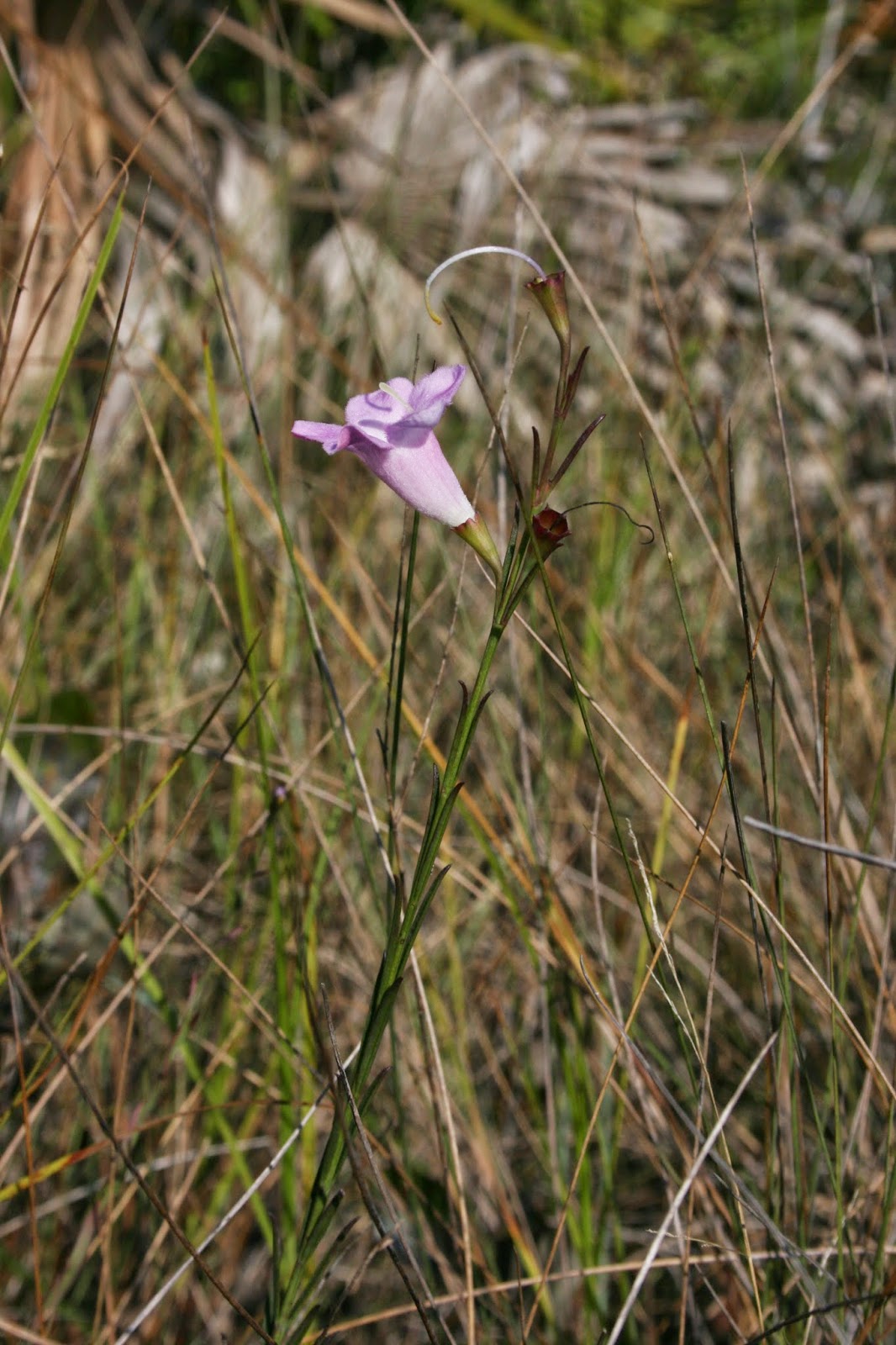Native Florida Wildflowers: Flaxleaf False Foxglove - Agalinis linifolia