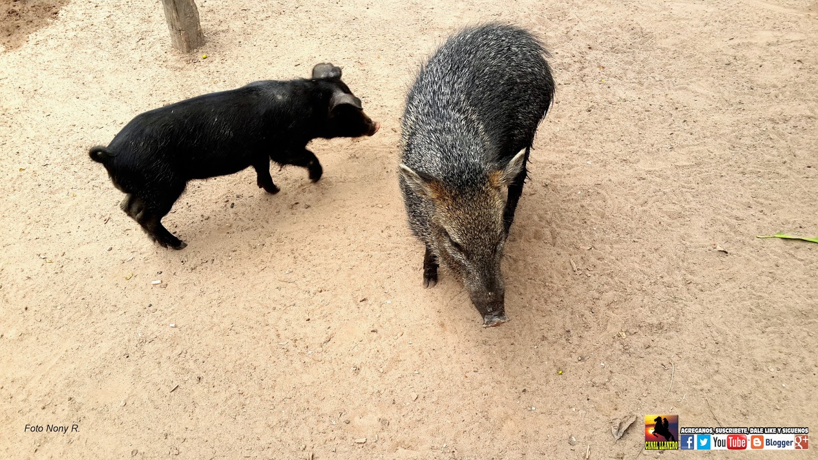 Canal Llanero : EL SAINO O CHACHARO EN EL LLANO - EL PECARÍ, BAQUIRO