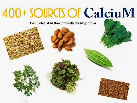 How to Breed Birds - Breeding And Rearing Tips For Exotic Bird Breeders ...