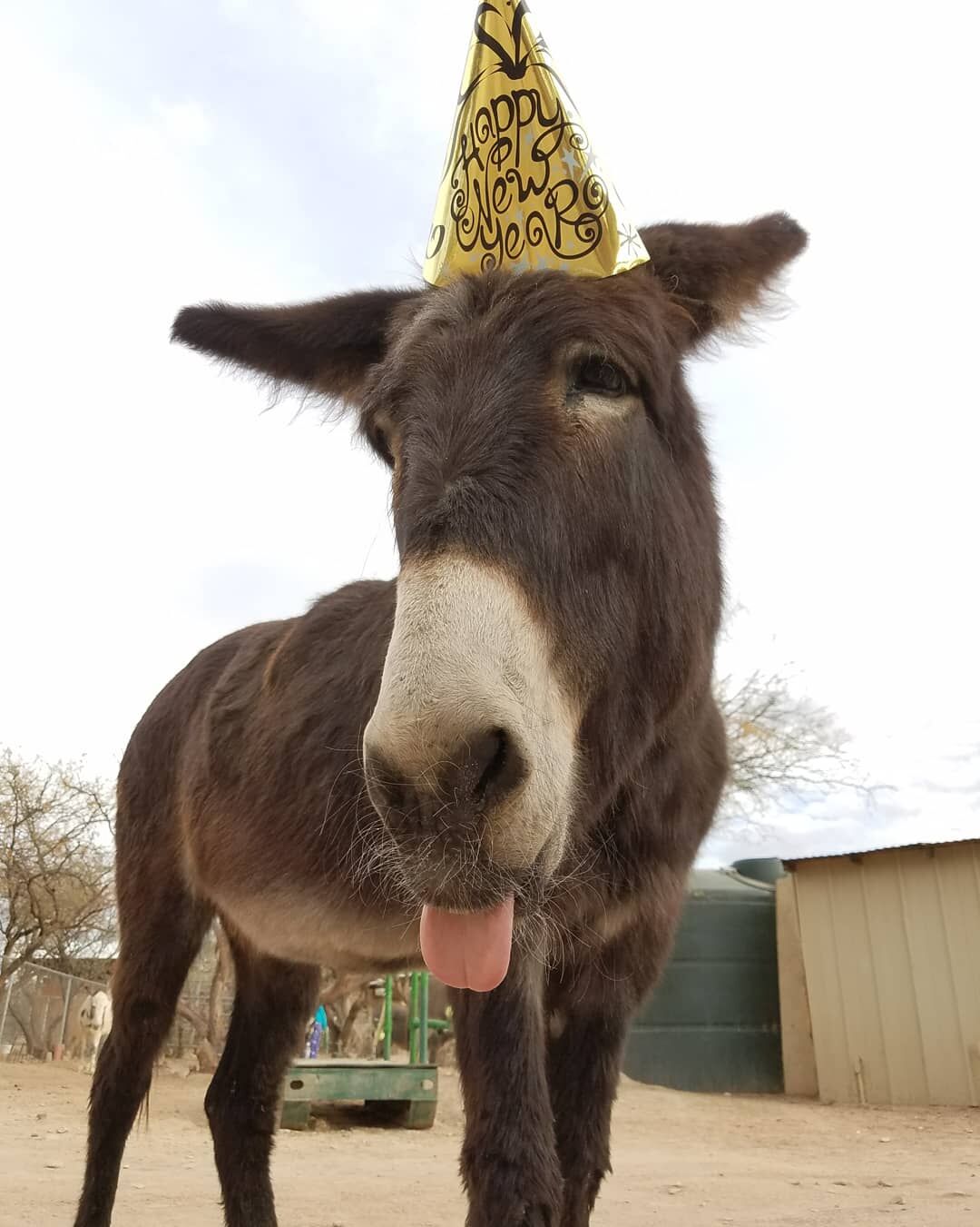 Forever Home Donkey Rescue: HAPPY NEW YEAR TO ONE AND ALL......!!