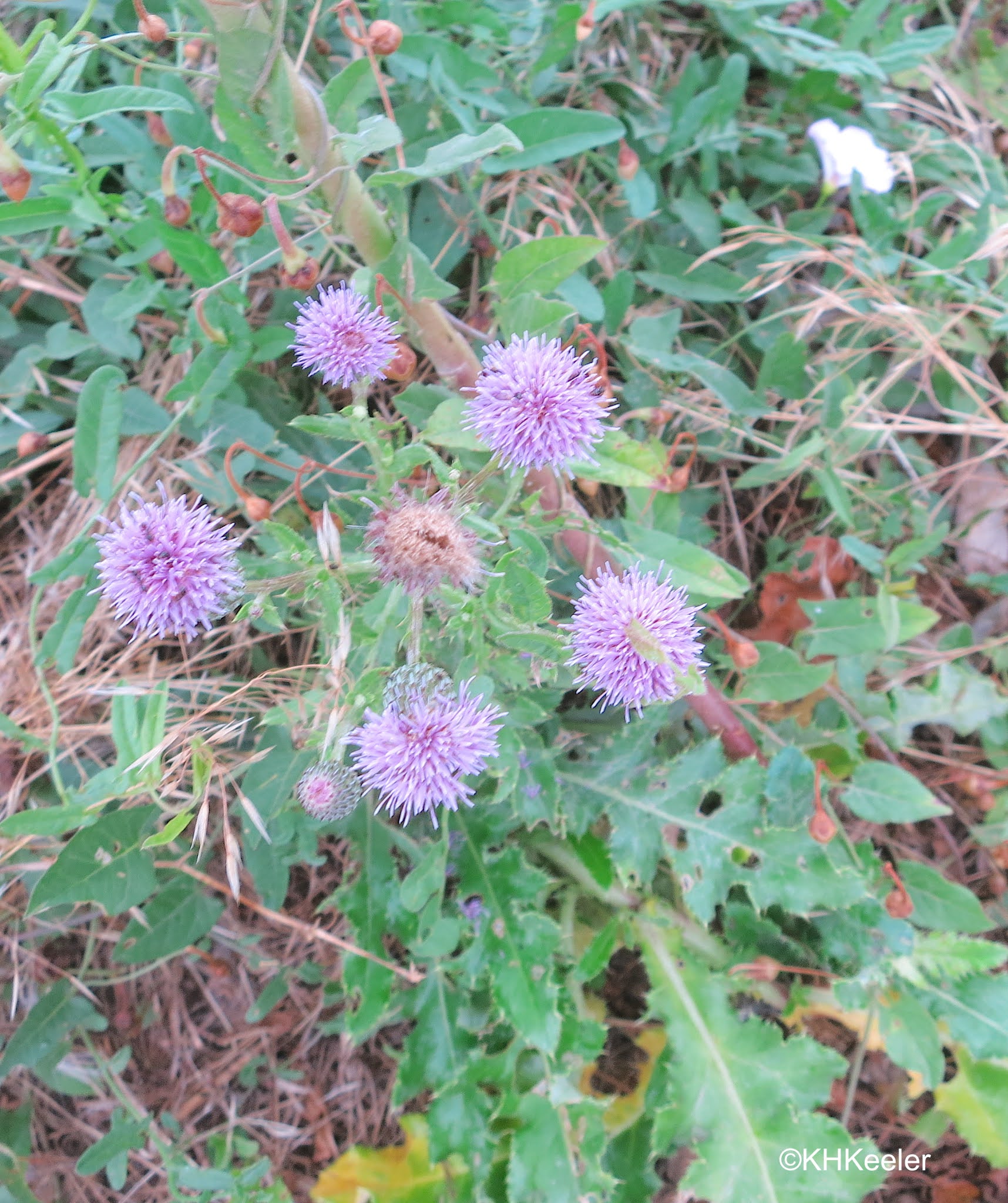 Canadian Thistle