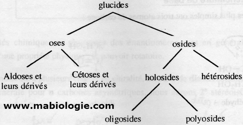 Classification des glucides - Biologie
