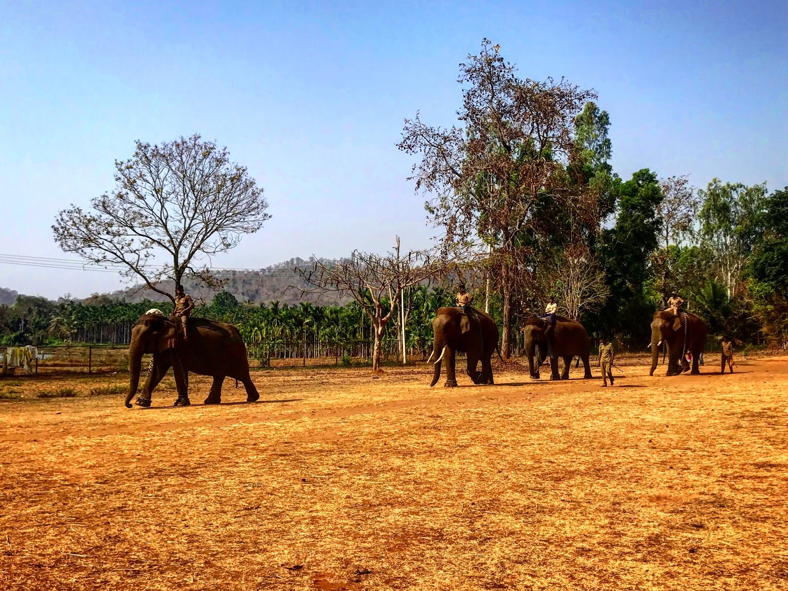 Sakrebailu Elephant Base Camp: Shimoga