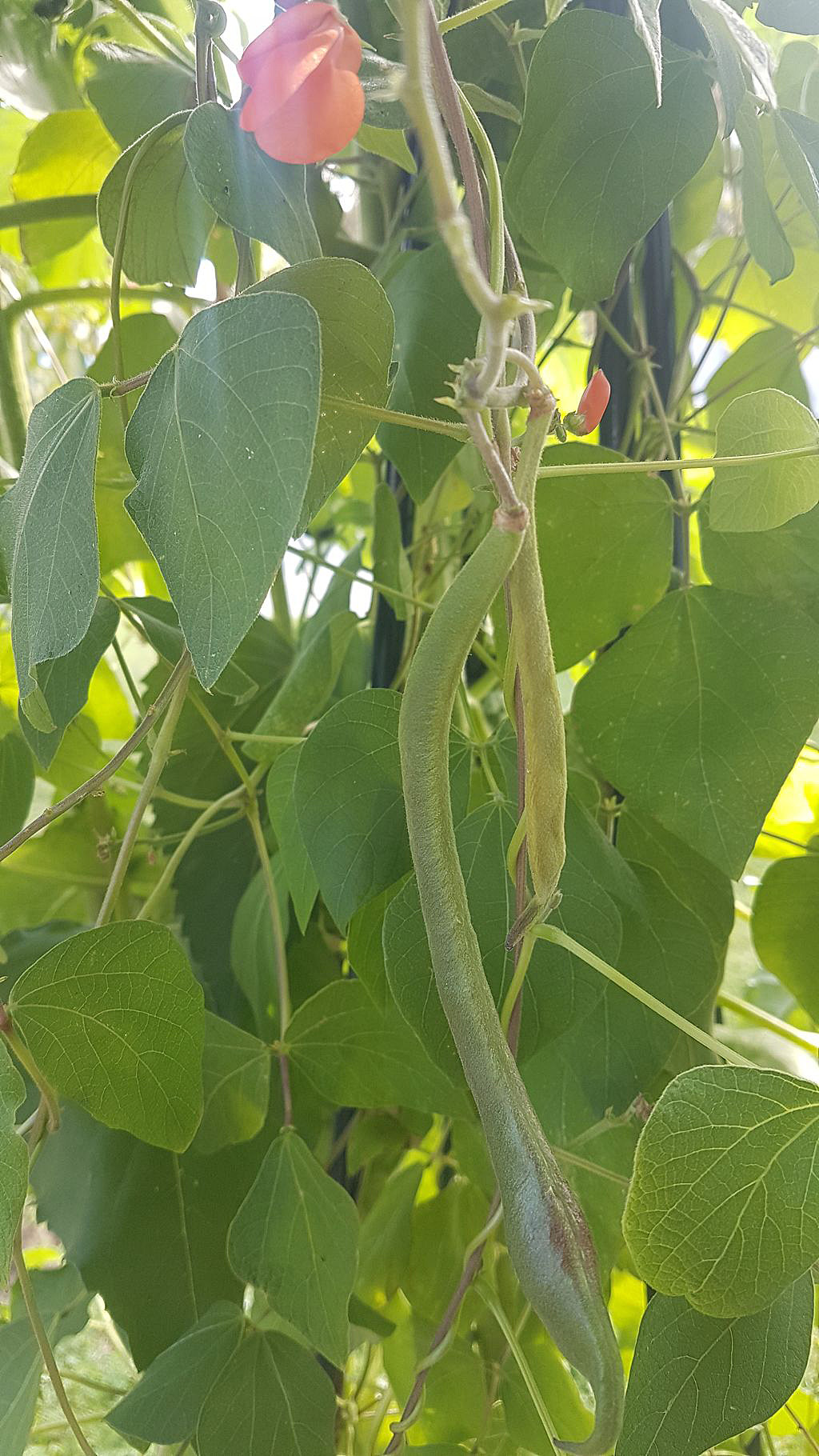 © Mein Waldgarten: Feuerbohnenliebe und der Kranz der Corona ...
