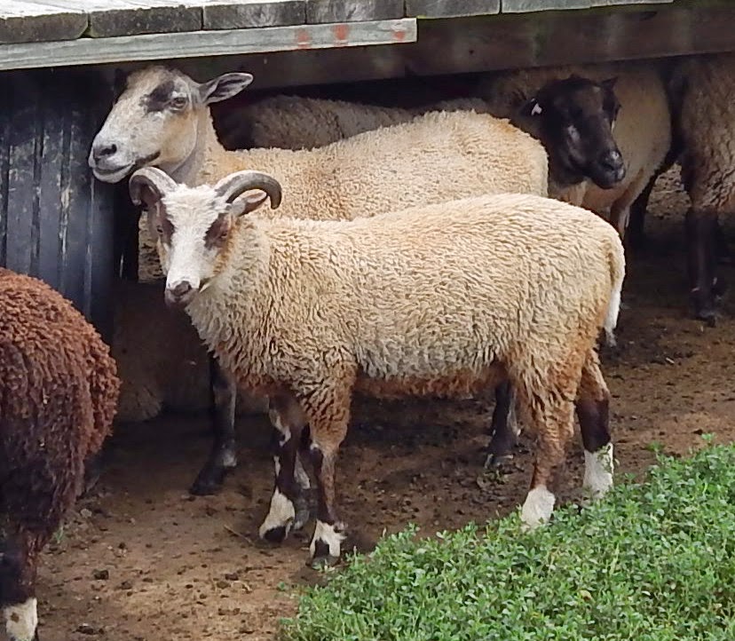 Under The Son Farm: 2014 Ram lambs for sale