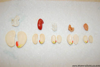 Momma Owl's Lab: Dissecting Bean Seeds