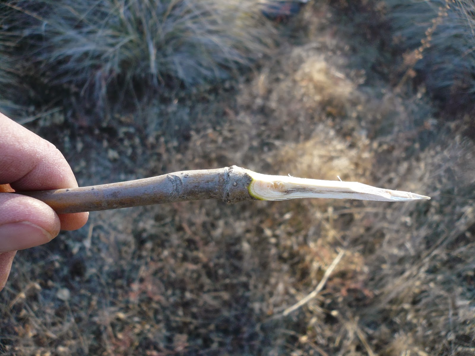 Countryman: Foraging California's Wild Side: Snares and Traps from ...