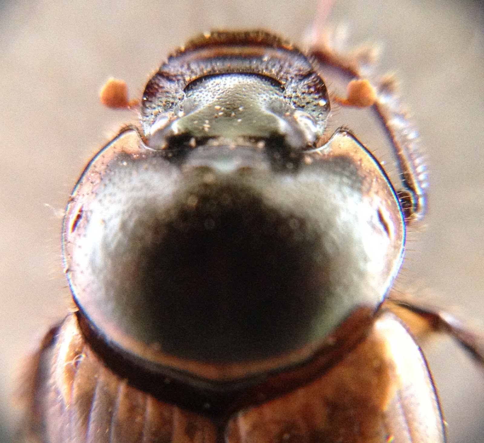 虫頭: ガゼラエンマコガネ（Digitonthophagus gazella）Gazelle Scarab