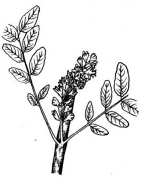 Acacia Tree Coloring Page Coloring Pages