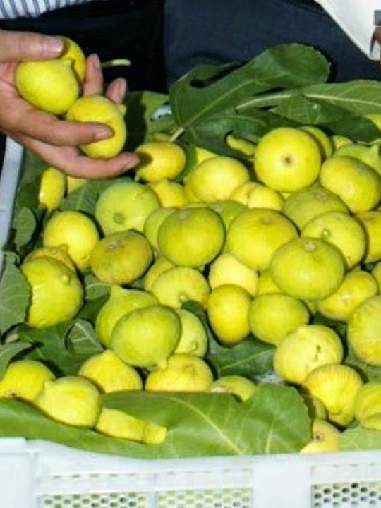 Figs Photo Collection Around the World: Yellow Turkey Figs