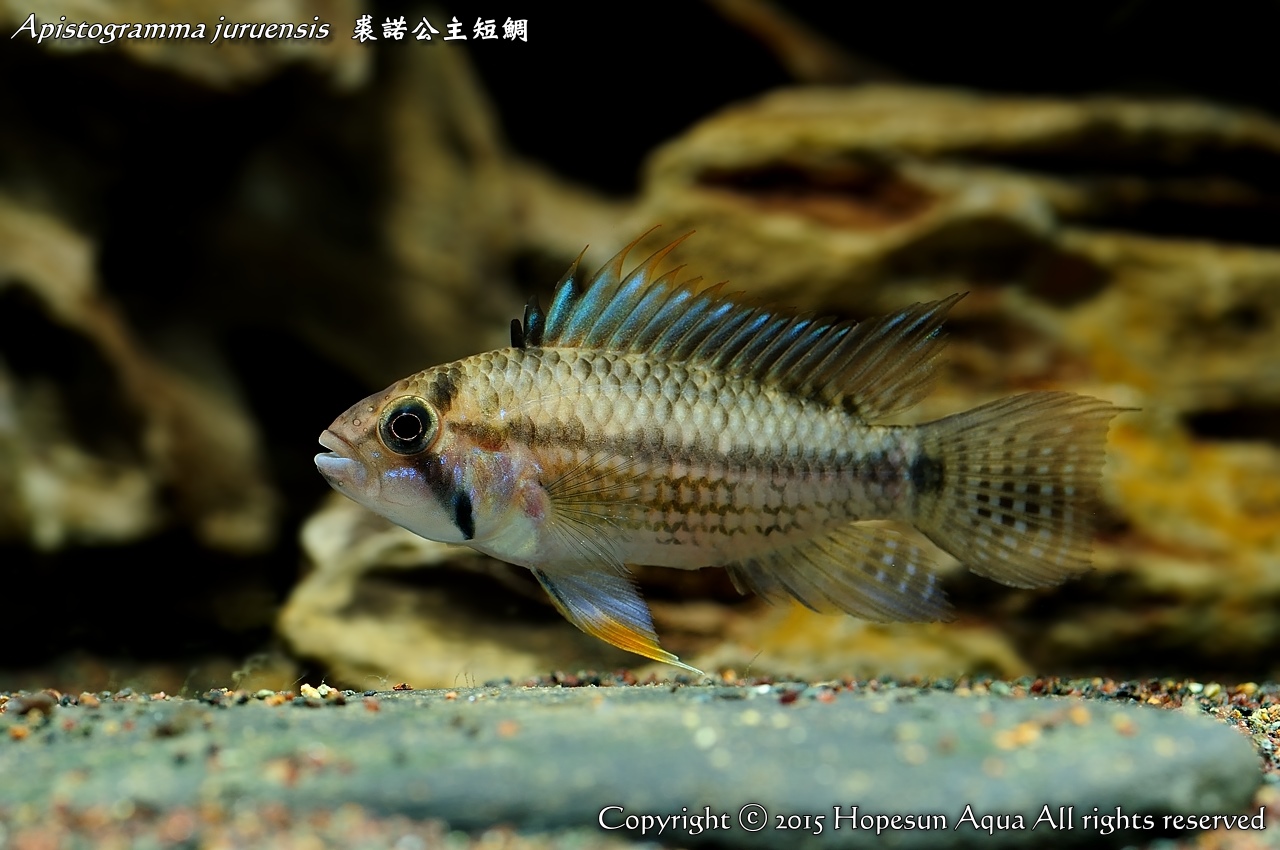 鴻順魚坊: Apistogramma juruensis 裘諾公主