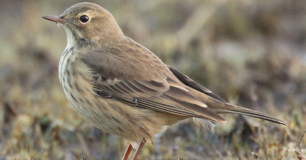 AMERICAN PIPIT