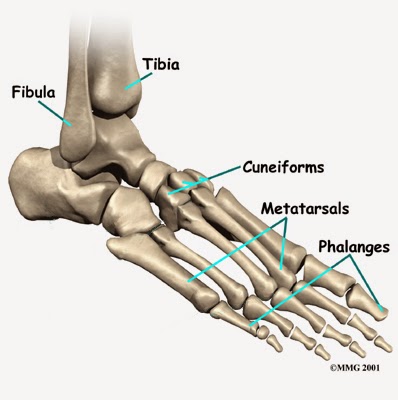 WE LOVE SCIENCE!: UNIT 3: THE MUSCULOSKELETAL SYSTEM