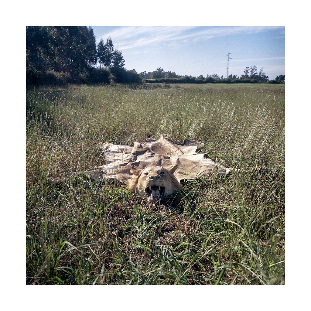 EL ANIMAL INVISIBLE: Mariana Lopes vuelve al Limbo.