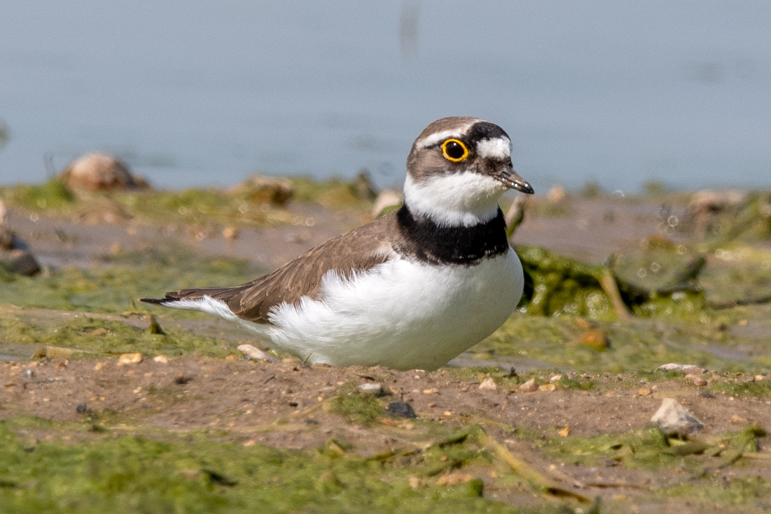 CAMBRIDGESHIRE BIRD CLUB GALLERY: Little Ringed Plover