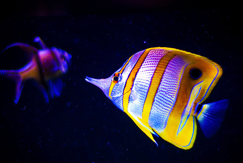 Butterfly Fish
