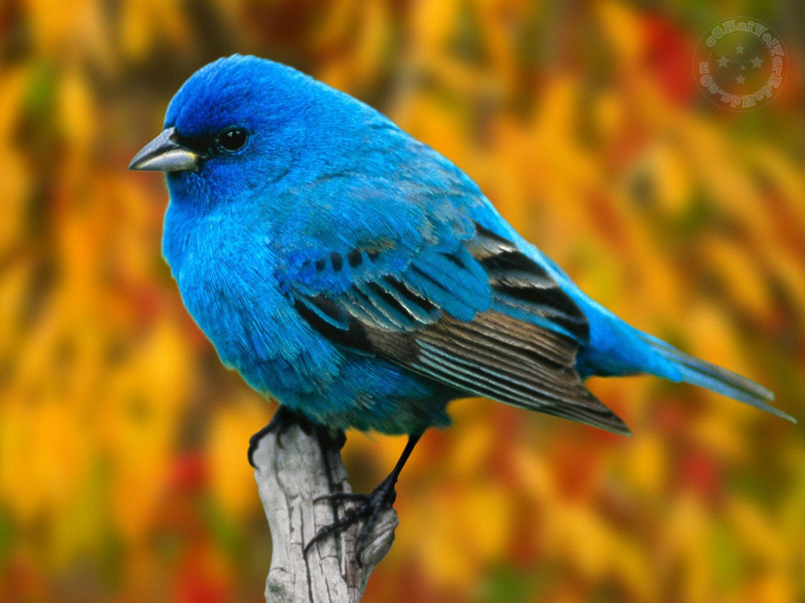 Pássaros Lindos (Mundo Animal) ~ Imagens em Vídeo