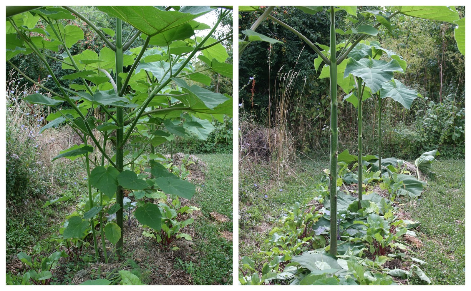 Balkan Ecology Project : Plum Season, Growing Paulownia Trees for Shade ...
