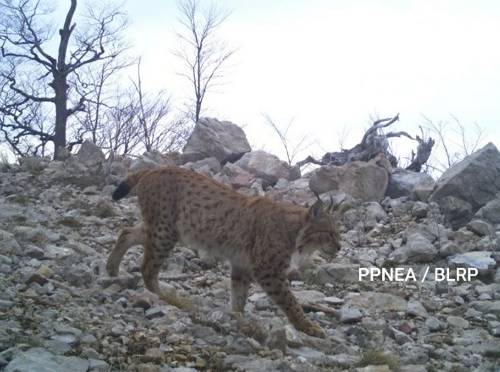 Wild animals filmed by trap cameras on Mount Munella in Albania, from ...