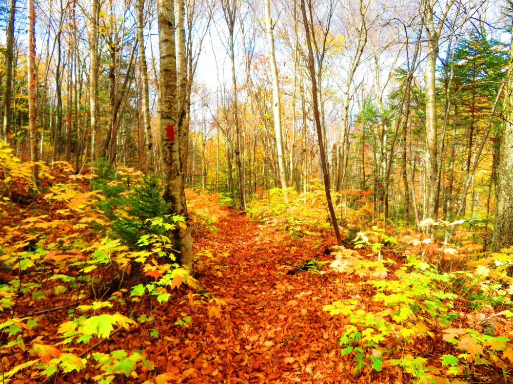 Outdoor Diversion: Percy Peaks Loop Hike