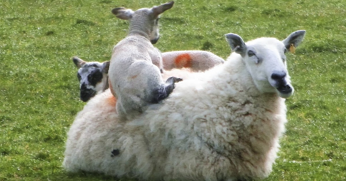 Professor P.Brain's blog: Sheepish