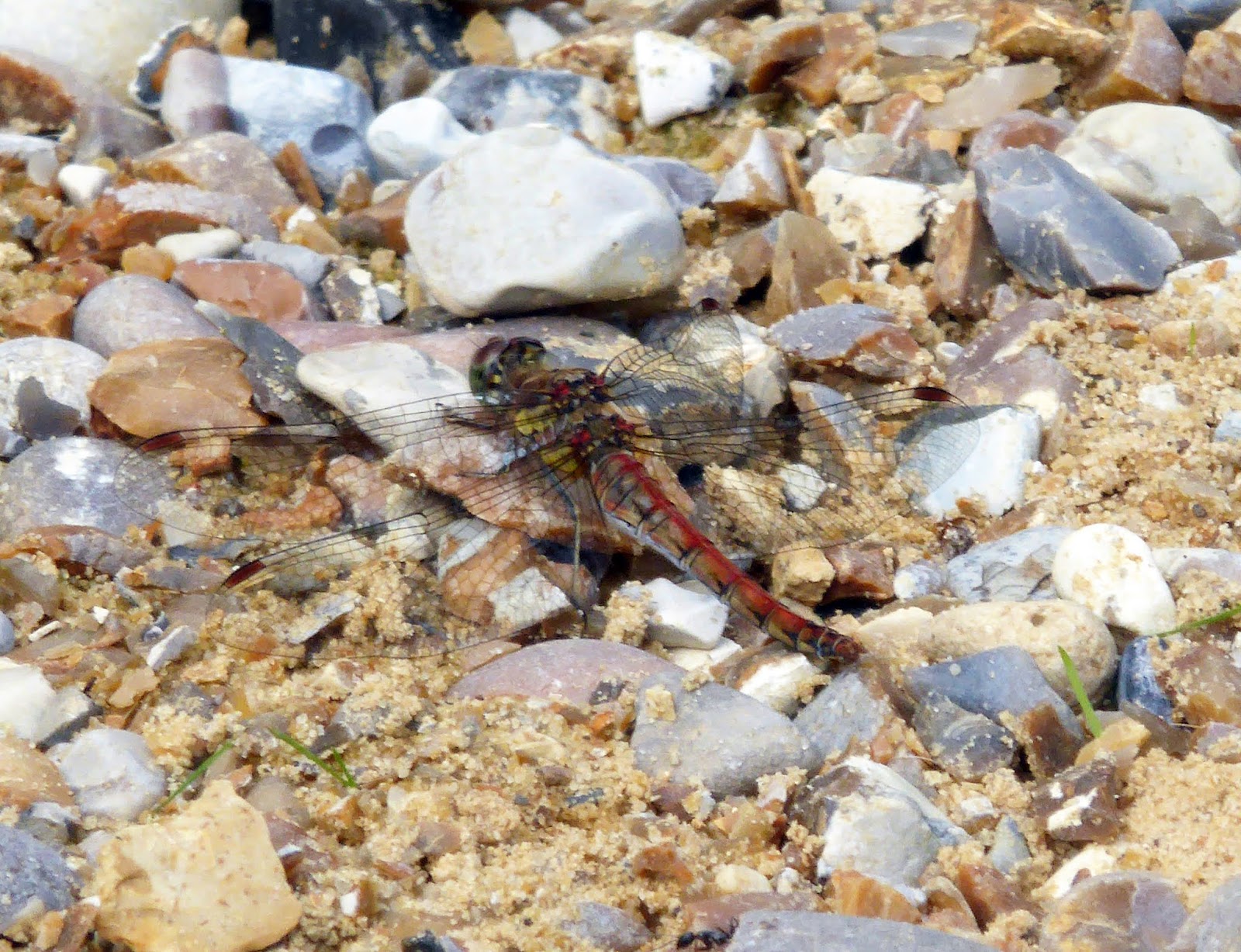 Wild and Wonderful: Common Darters in Rendlesham Forest