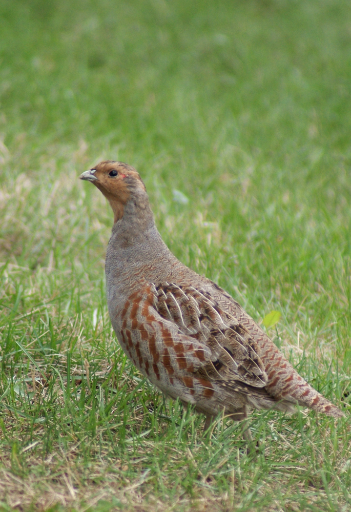GREY PARTRIDGE