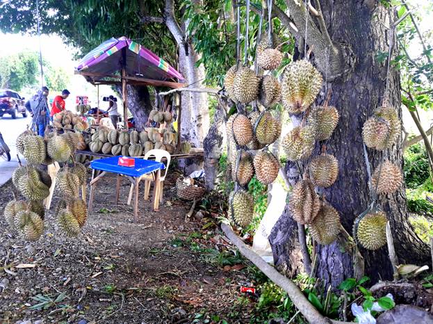 Eye in the Sky: Durian as Davao's King of Fruits (Davao del Sur ...