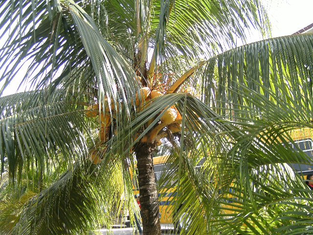 Coconut Tree - The Tree of Life - Nice Pictures