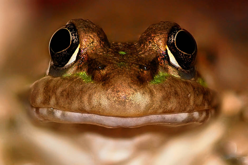 Hidden Unseen: Frogs Are Awesome