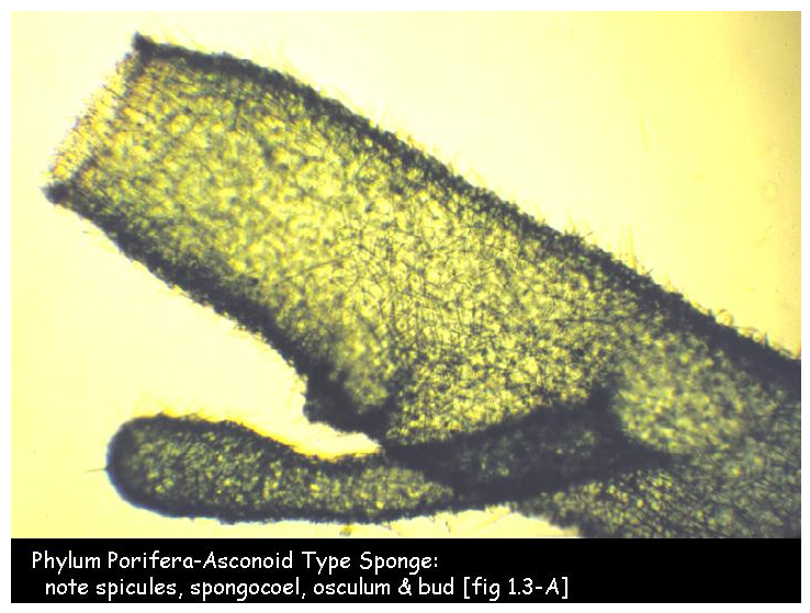 BIOLOGIA PARA A VIDA : PORÍFEROS OS PRIMEIROS ANIMAIS