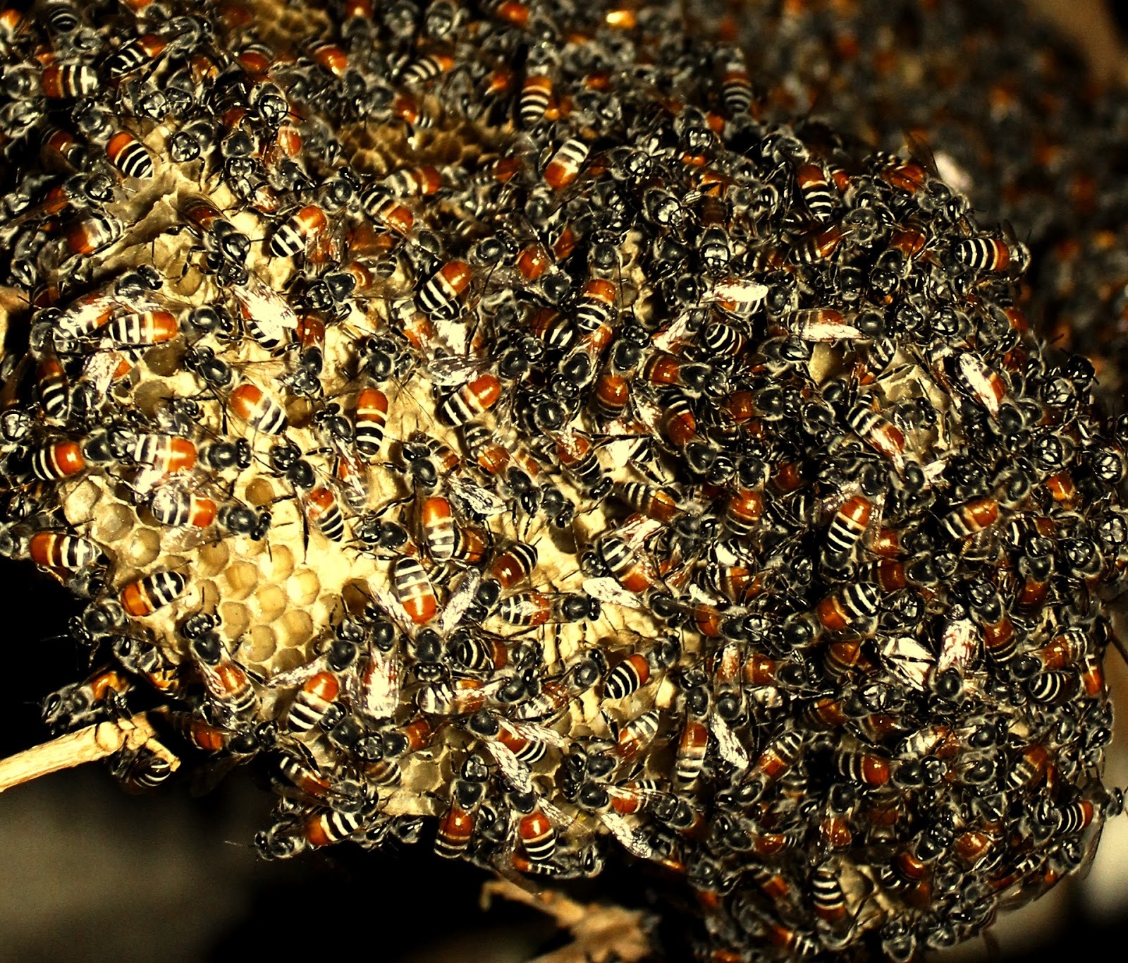 Rodrick Writes: Asian Honey Bee - Apis Florea Indica