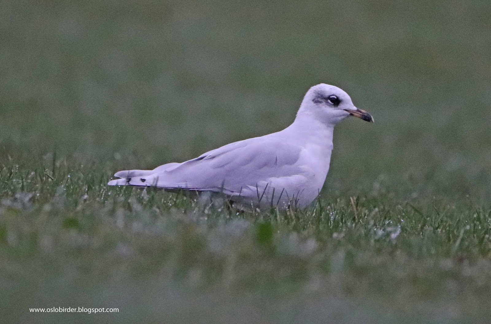 OSLO BIRDER: Med Gull seen and photoed