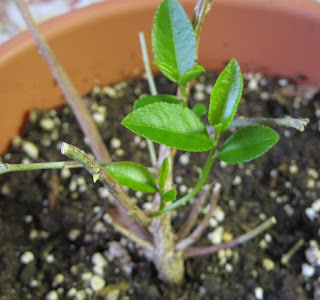 KEHIDUPAN LIAR: Apa sih Tanaman Khat itu