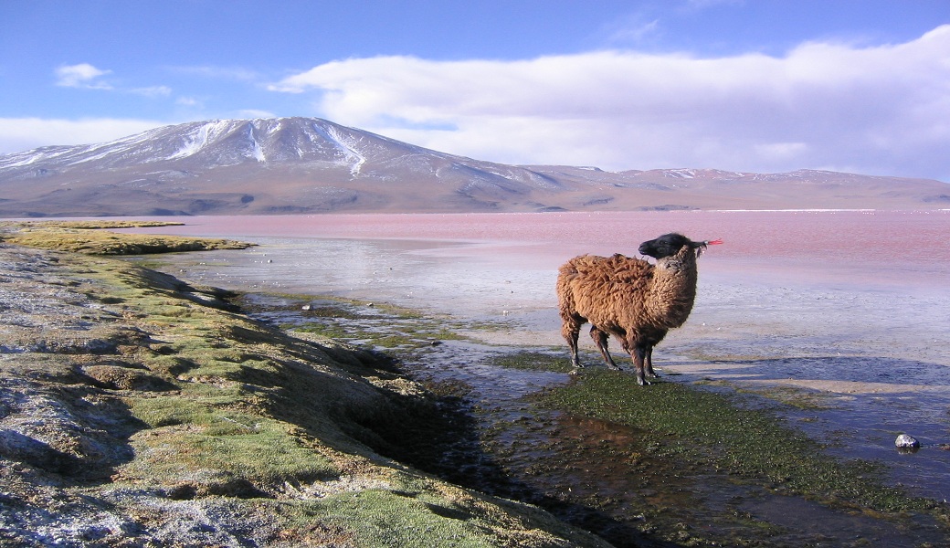 BOLIVIA... LO MEJOR QUE TENEMOS: FLORA Y FAUNA DE BOLIVIA