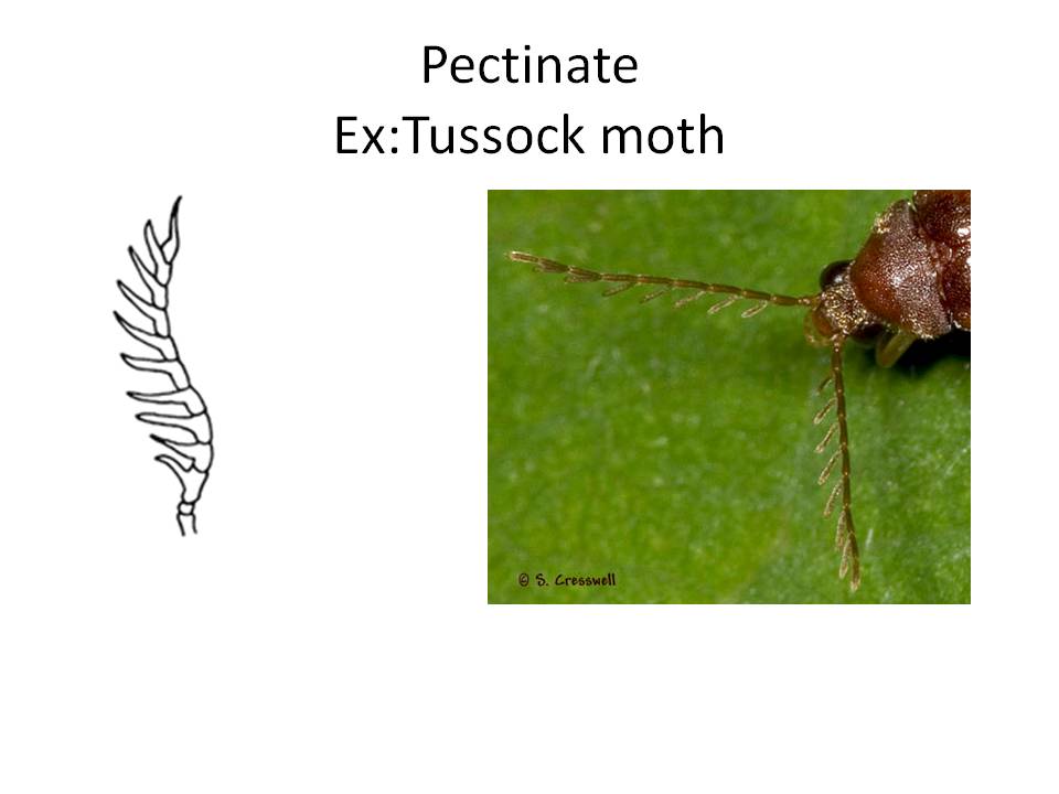 Fundamentals of Entomology
