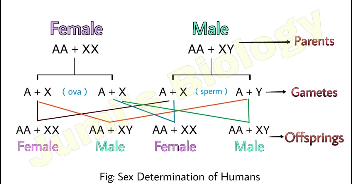 Sex Determination In Humans Xx Xy Type Class 12 Biology