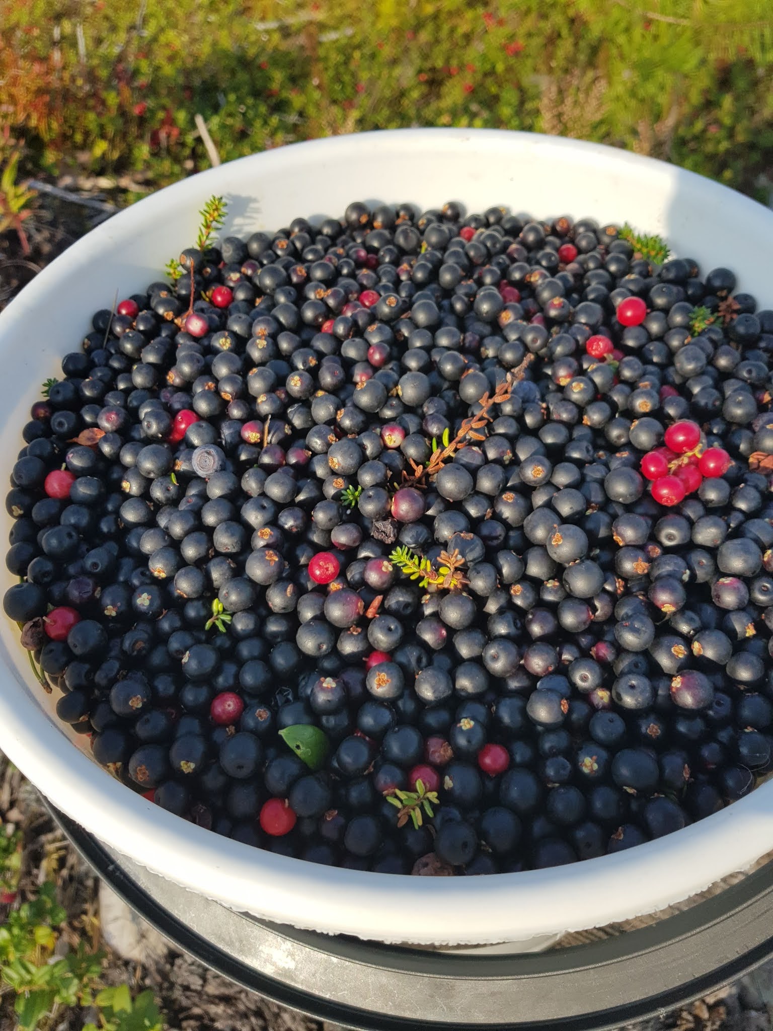 Oma kammari: Variksenmarja yllätti