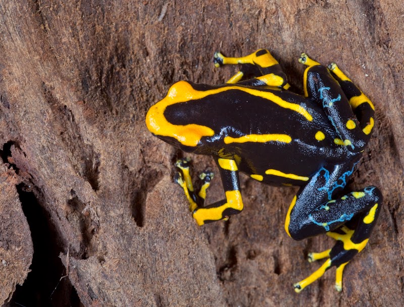 Dendroland: Dendrobates Tinctorius, sus morphos y variedades de color.