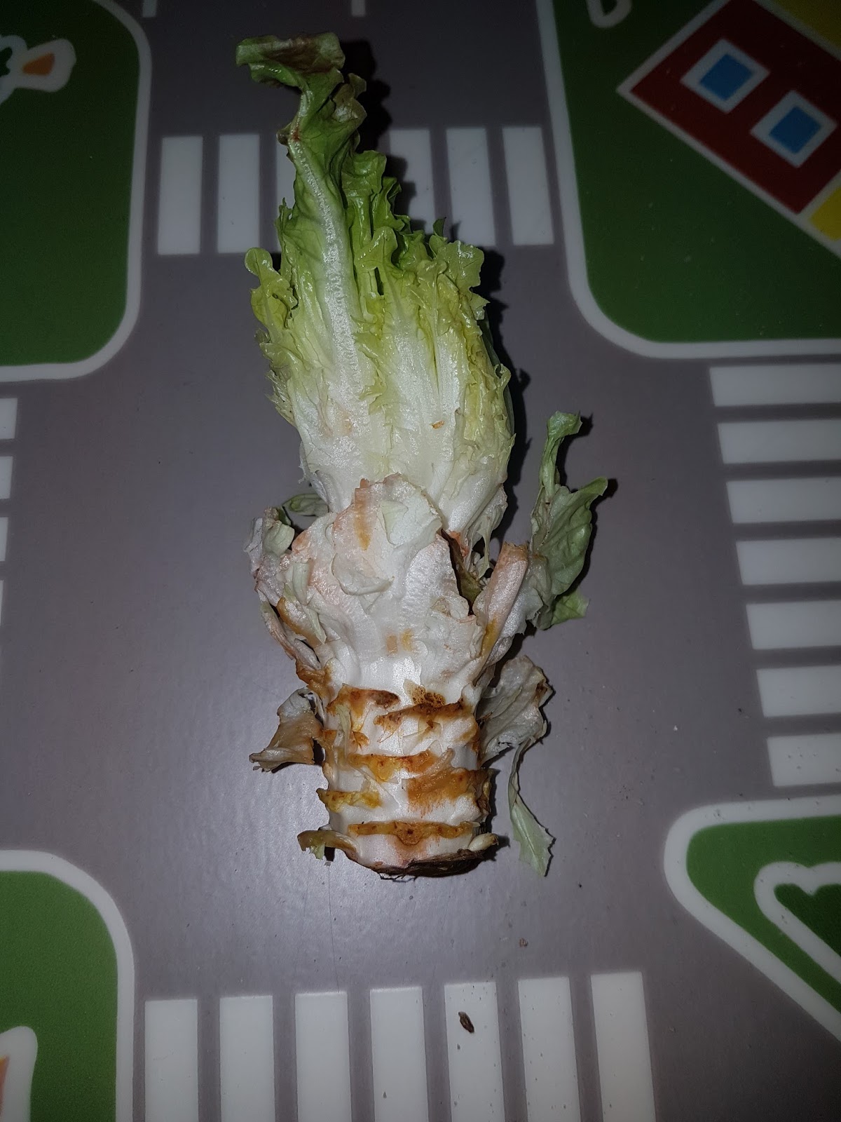 PUERTO RICO INFANTIL: EXPERIMENTAMOS CON UN TRONCO DE LECHUGA