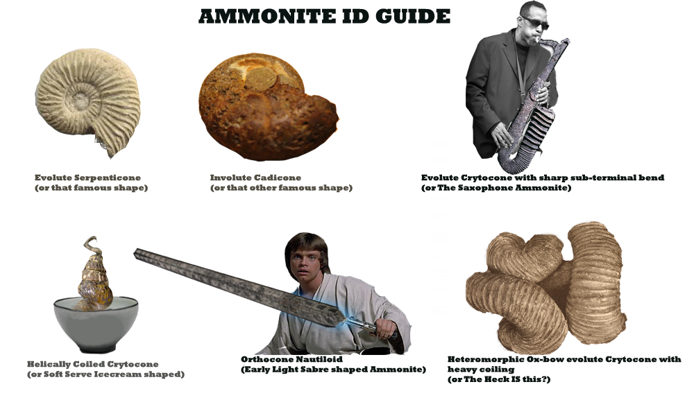 Athos' Dinos and Things: Ammonites 101