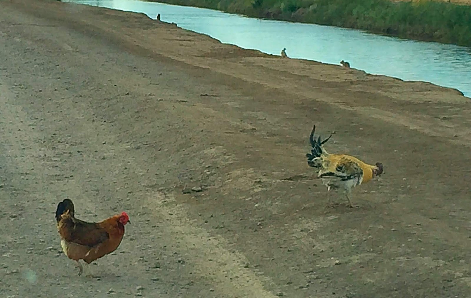 Why Do I Have Ground Squirrel Problems?