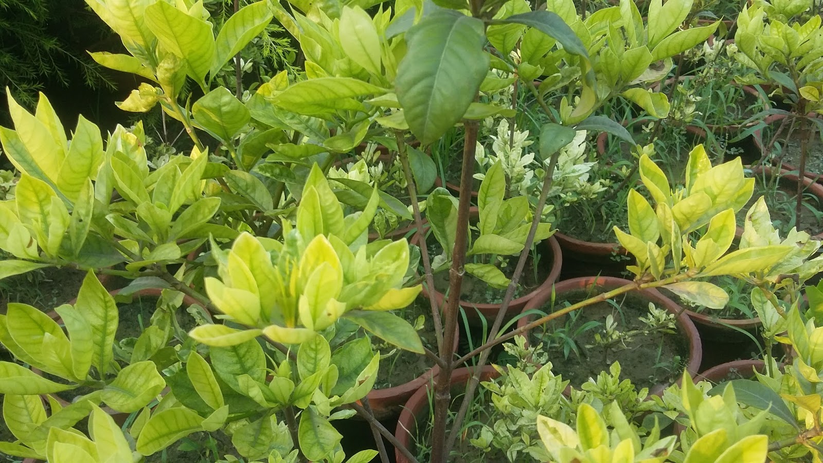 GreenWorld Nursery Farm Pattoki : GARDINIA